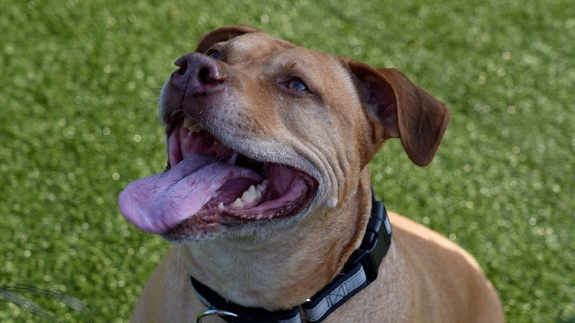 To the Rescue: Humane Society for Hamilton County | wthr.com