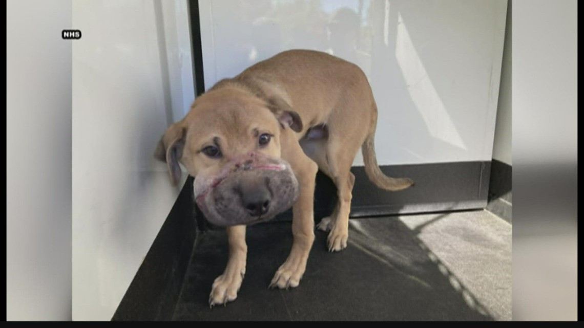 Graphic: Abused, neglected dog finds forever home | wthr.com