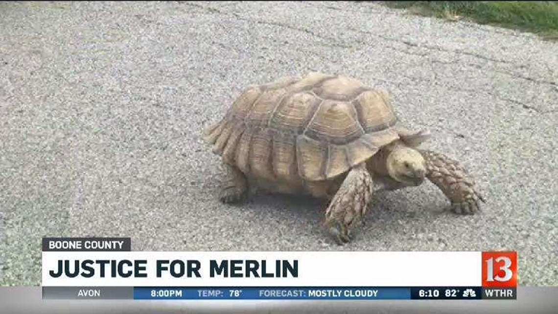 Settlement reached in shooting death of pet tortoise | wthr.com