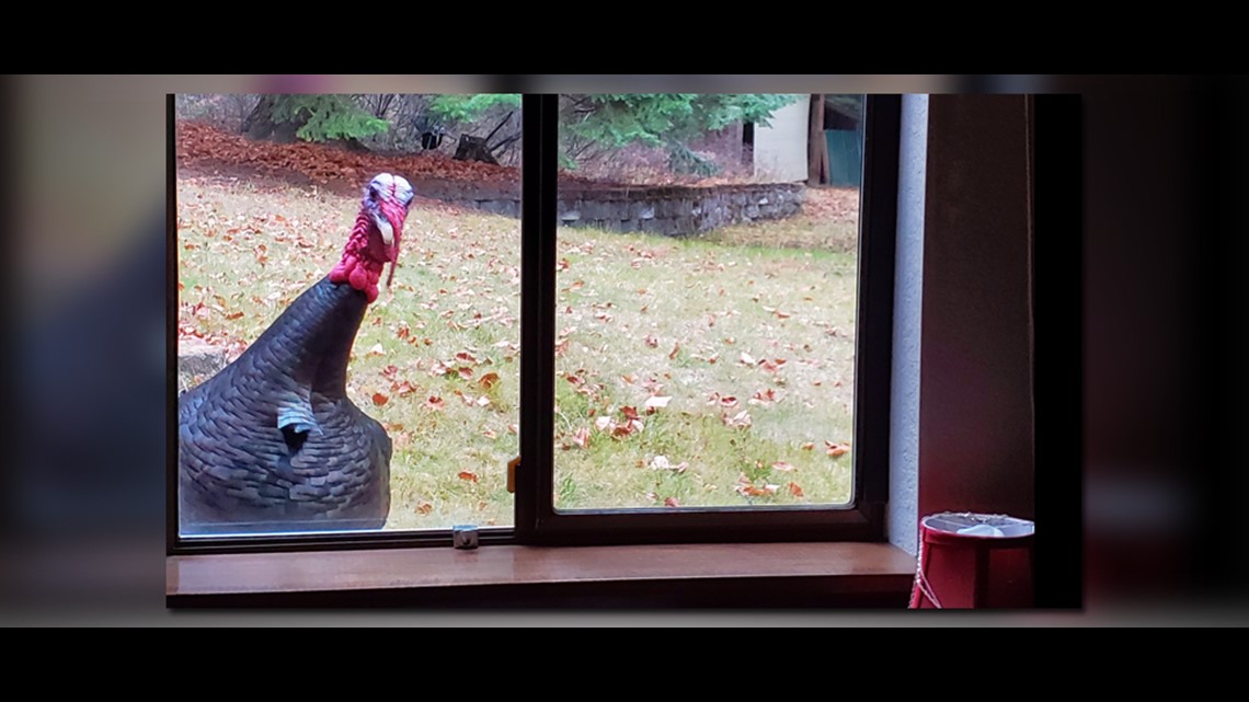 Turkey peeps in Washington woman's window, internet creates clever ...
