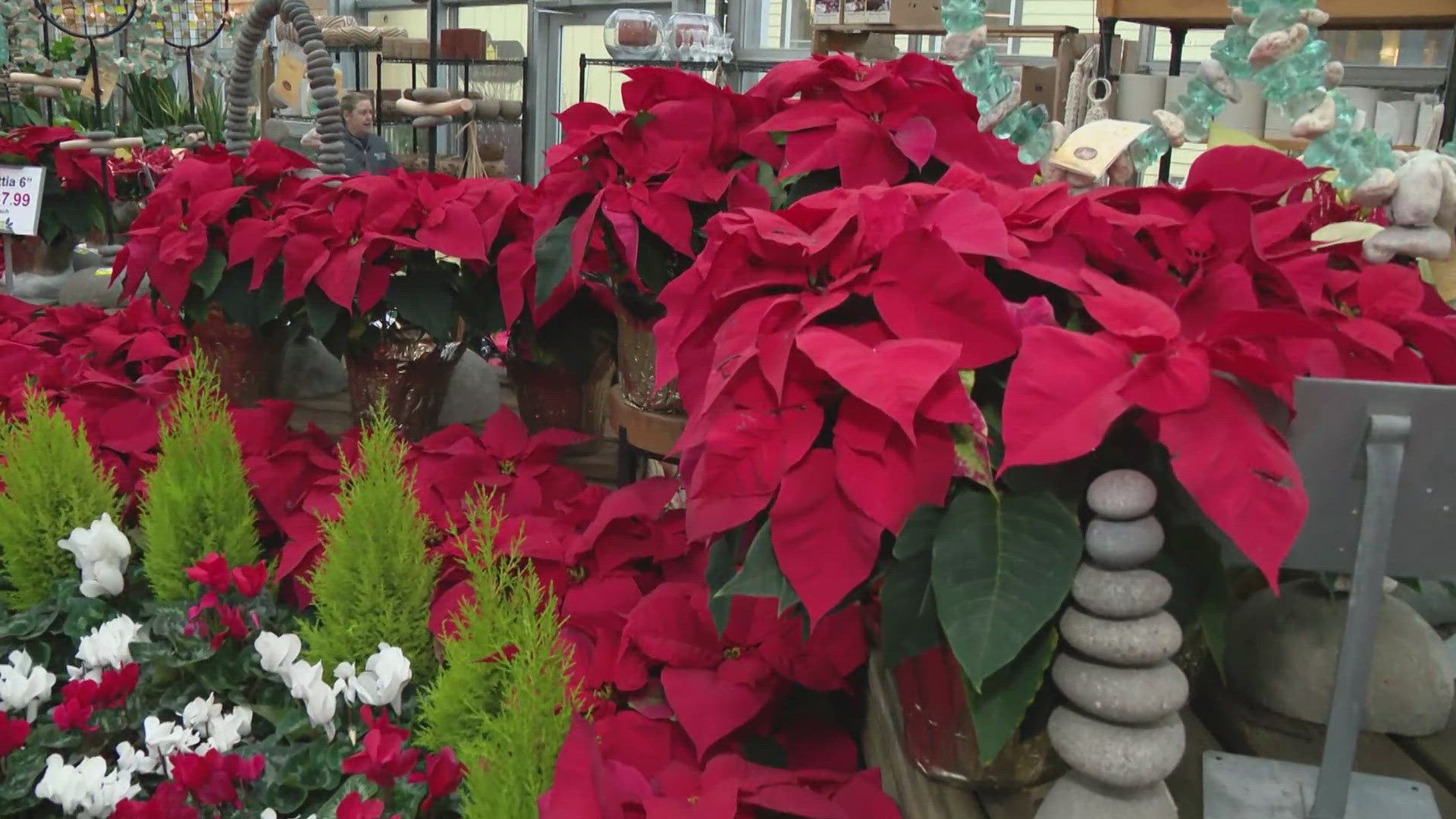 Pat Sullivan shares tips for poinsettias | wthr.com