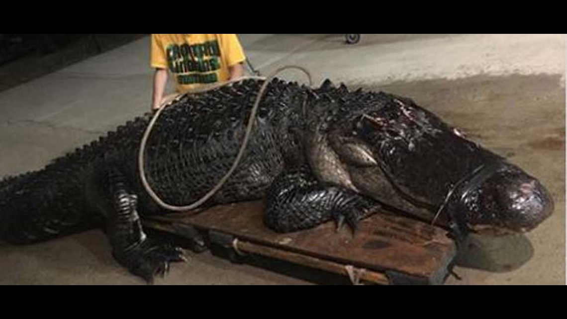 Monster gator caught on Florida highway | wthr.com
