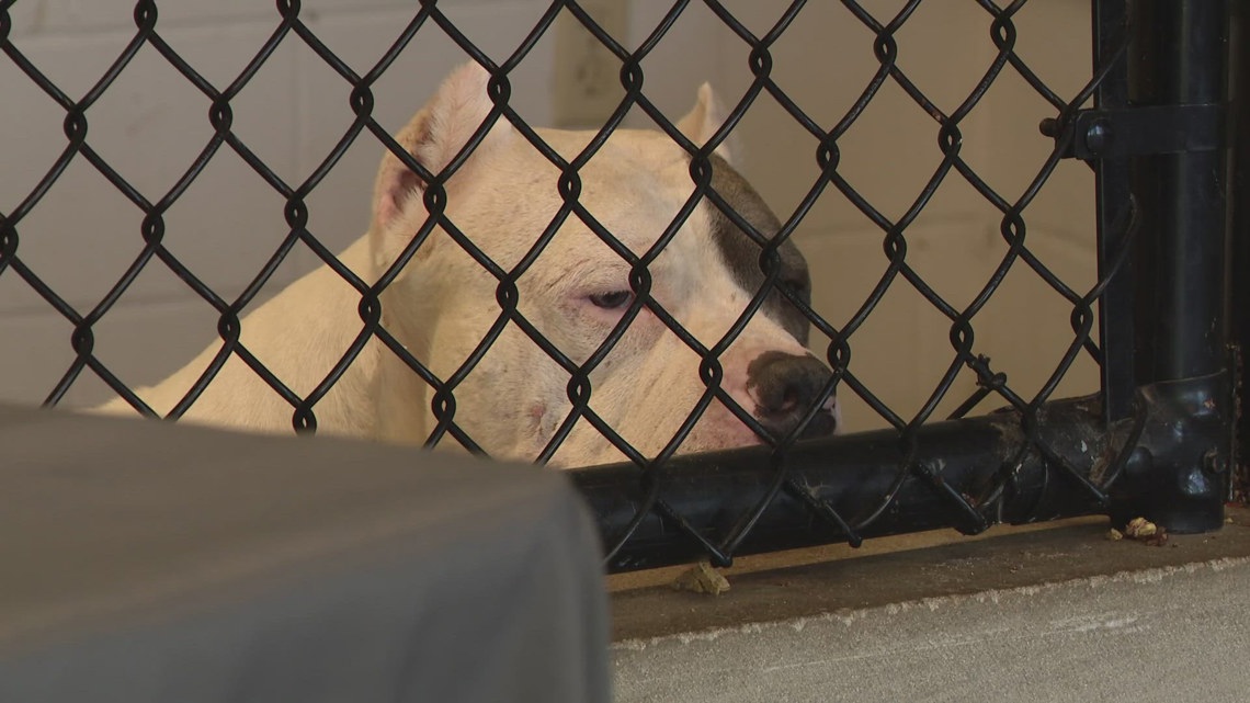 Indianapolis Animal Care Services gives update on shelter conditions ...