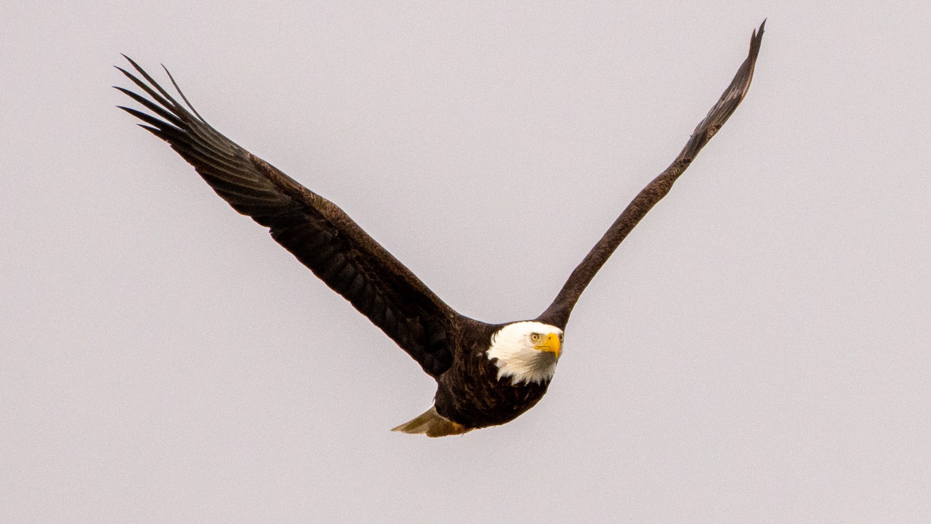 How bald eagles returned to Indiana | wthr.com