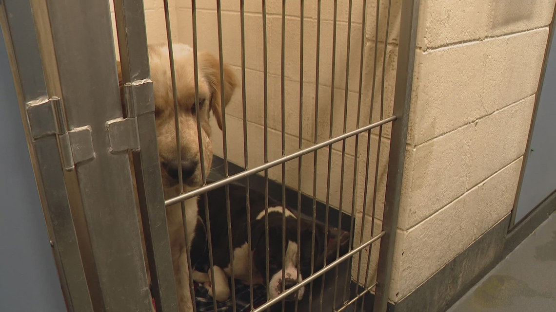 Indianapolis animal shelter continues intake suspension | wthr.com