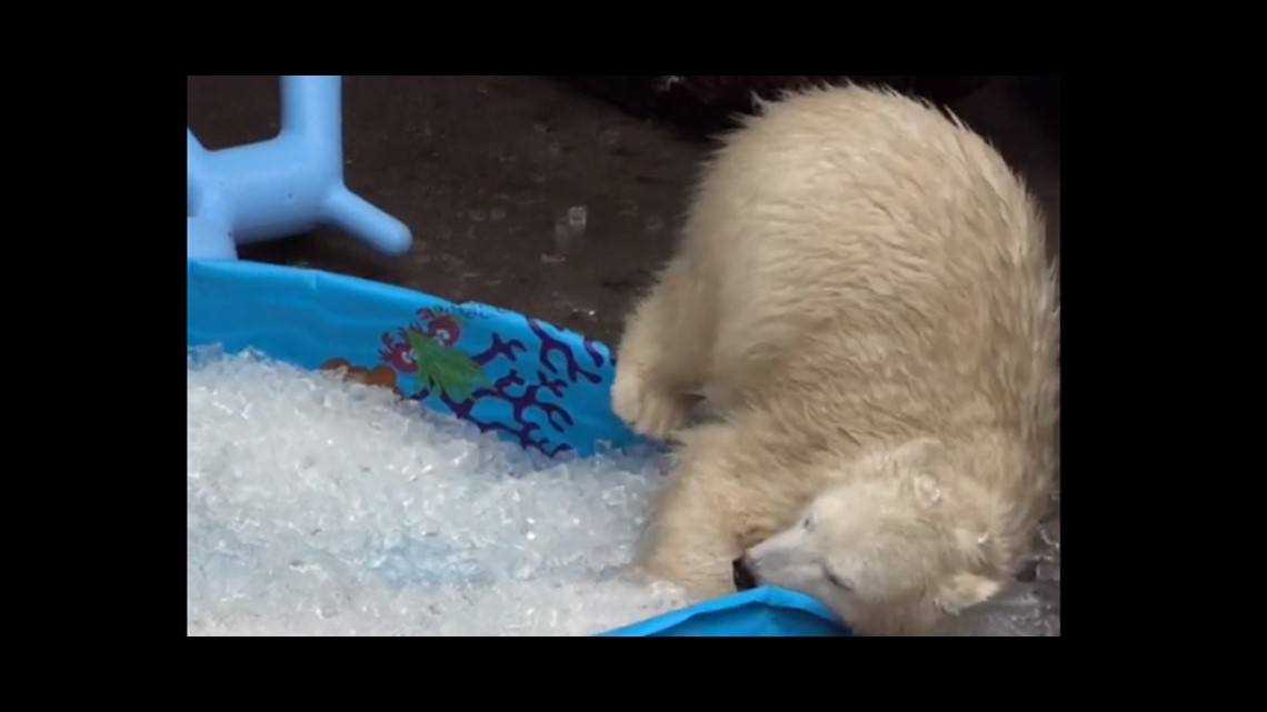 WATCH: This polar bear cub rolling in ice cubes is pure joy! | wthr.com