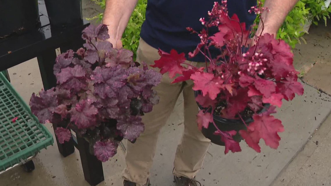 Pat Sullivan Shrubs 101 Wthr