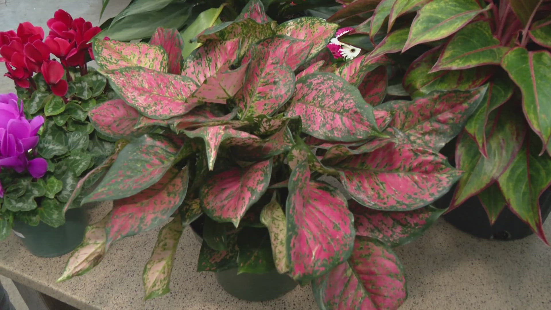 Pat Sullivan shares tips for house plants | wthr.com