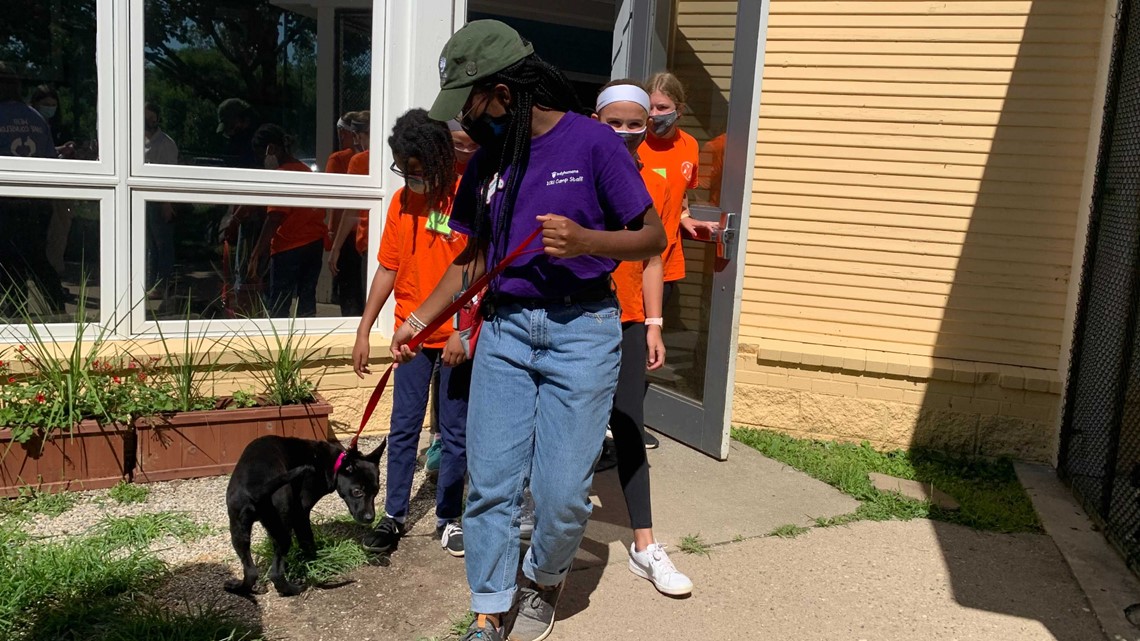 IndyHumane hosts summer camp with a purr-pose | wthr.com