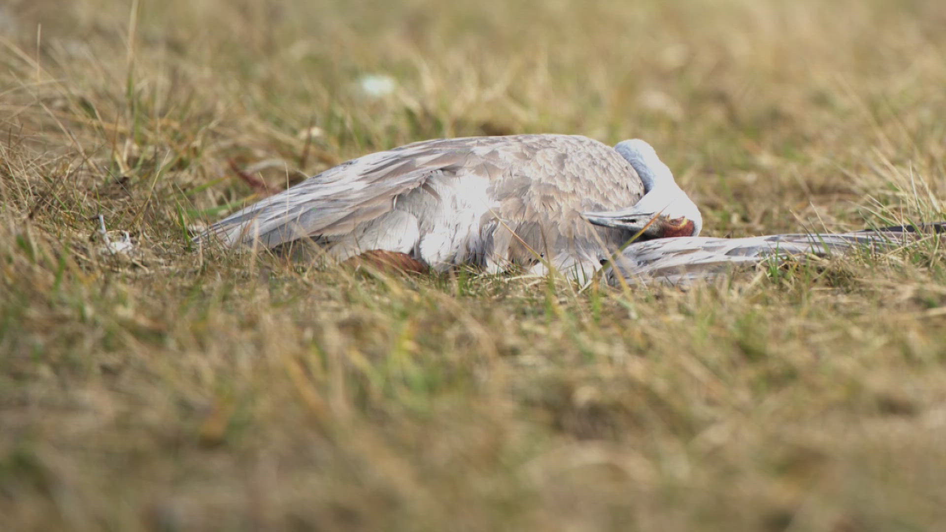 Hundreds of sandhill cranes found dead across Indiana | wthr.com