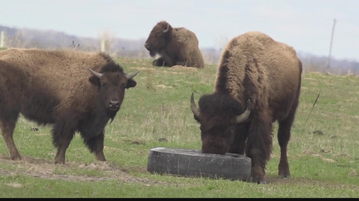 Bison at Kankakee Sands play major role in species conservation | wthr.com