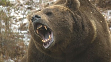 Indiana man's unusual career centers around 'grizzly' relationship ...
