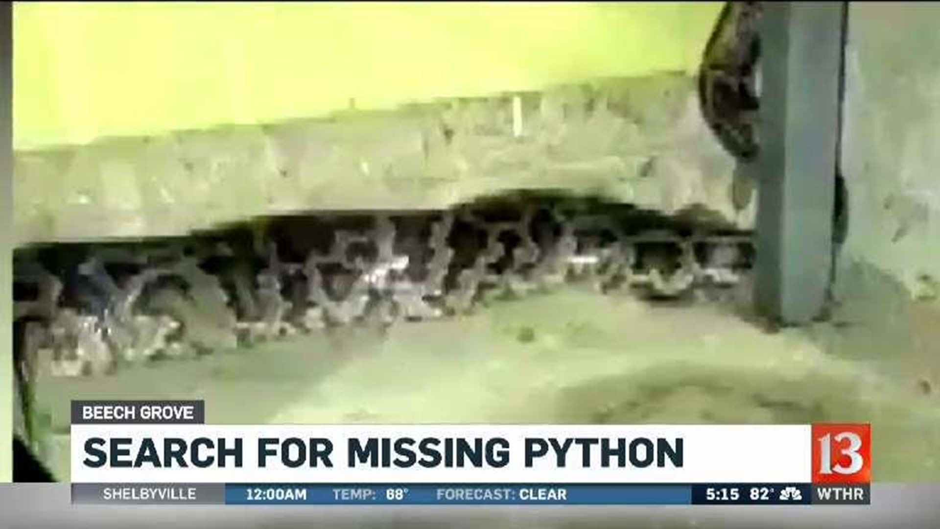 Runaway python continues to put Beech Grove neighborhood on edge | wthr.com