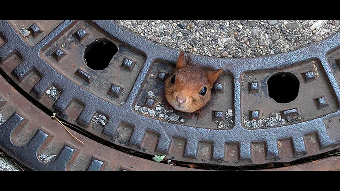German firefighters rescue squirrel stuck in manhole cover | wthr.com
