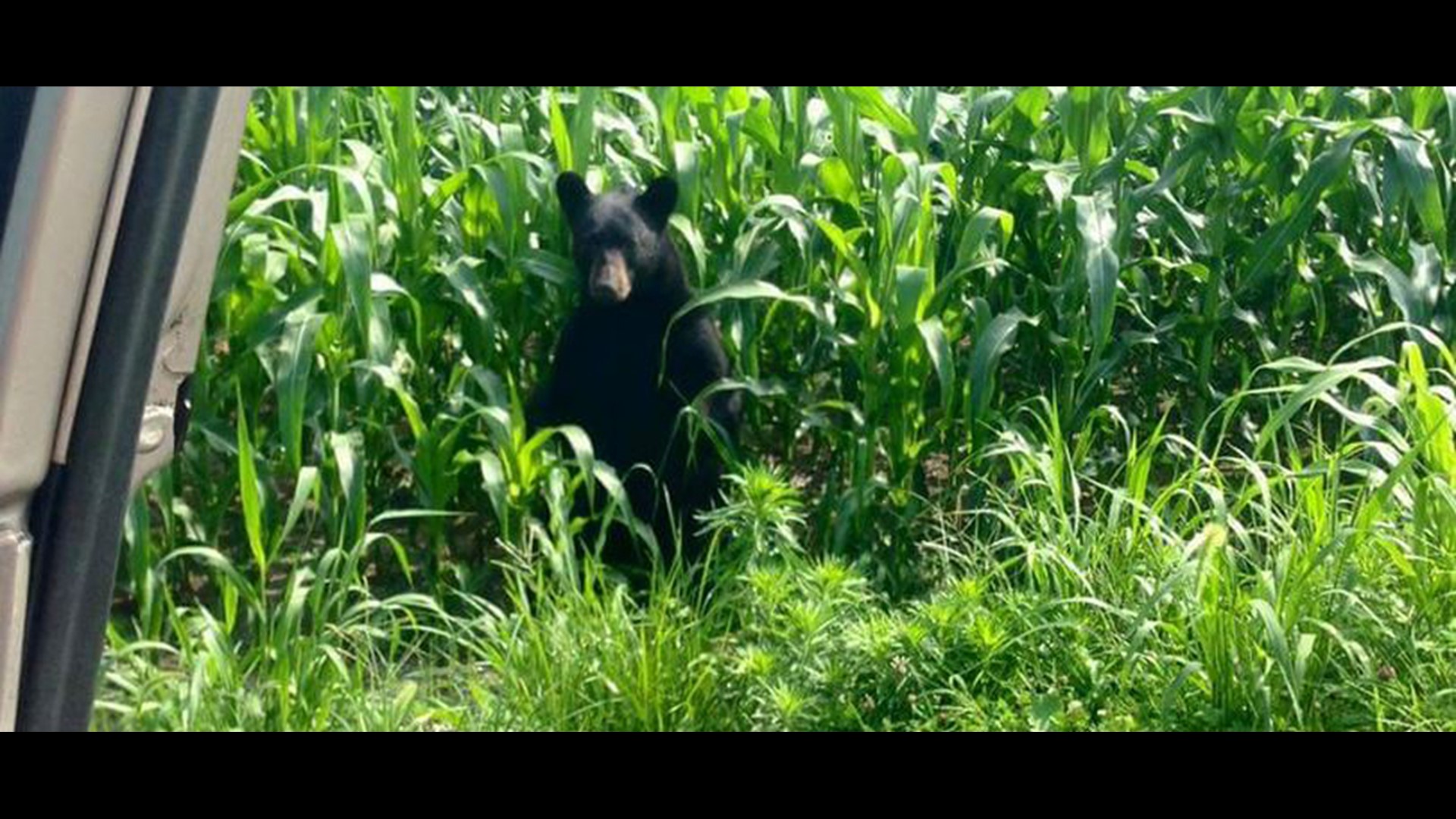 Black bear spotted again in southern Indiana, moving north | wthr.com