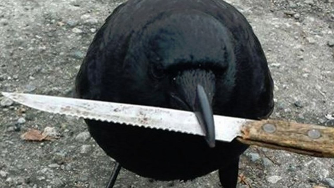 Thieving bird flies off with knife from Vancouver crime scene | wthr.com
