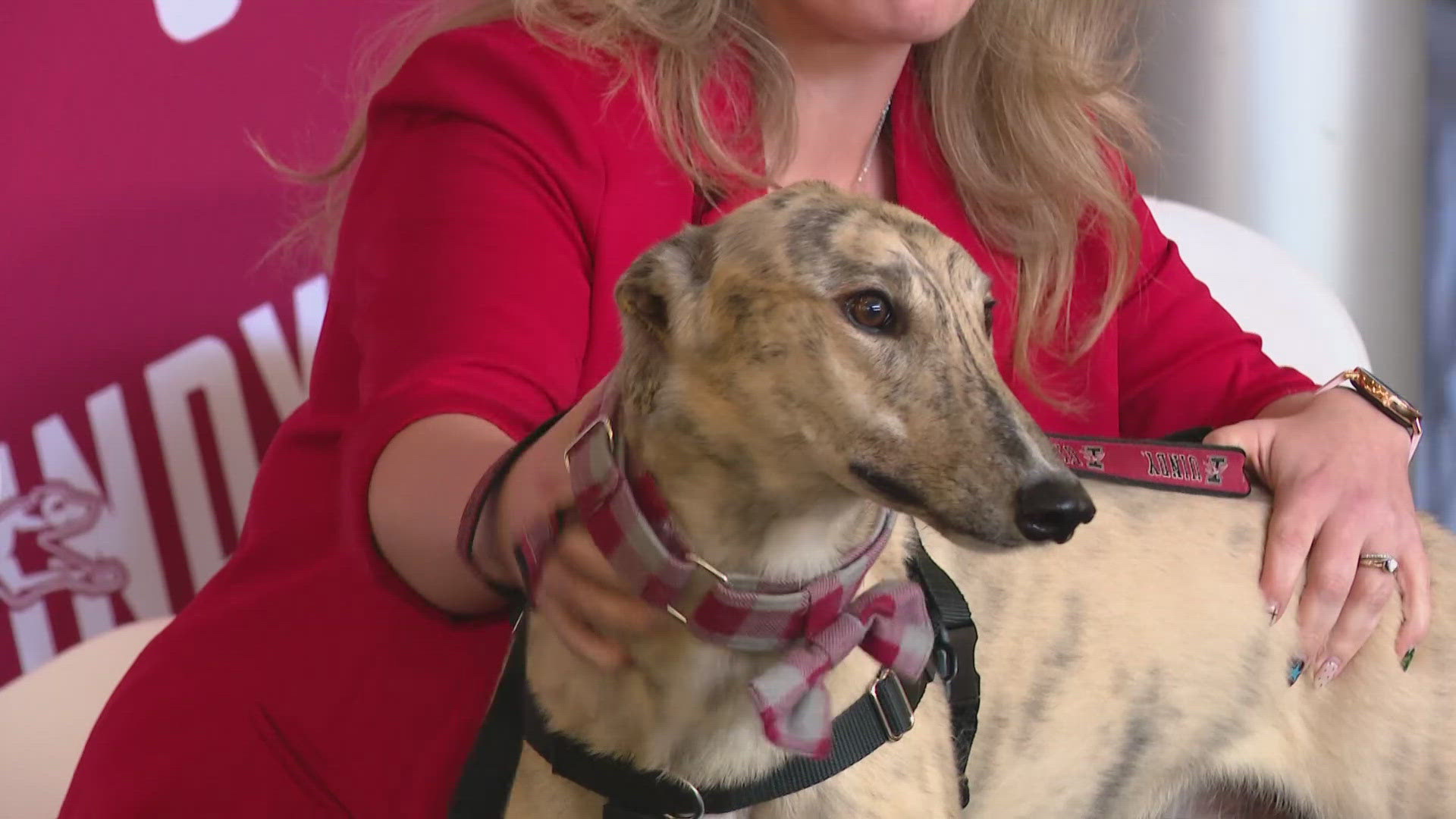 UIndy introduces Grady II, its new live mascot | wthr.com