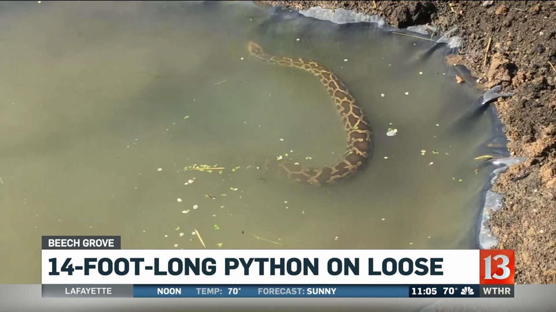 Pet python on the loose | wthr.com