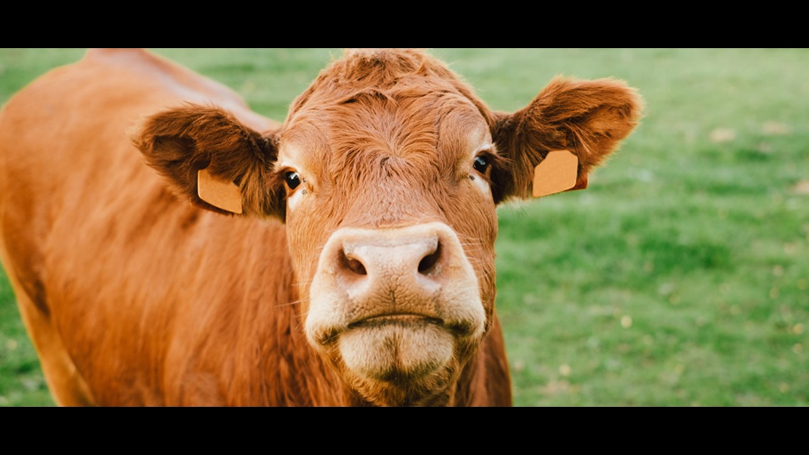 Police: Deputy's K-9 bites cow, gets tased before cow hits deputy ...