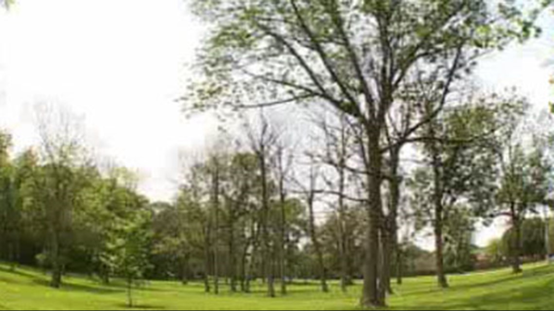 Emerald ash borer assaulting Indiana trees | wthr.com
