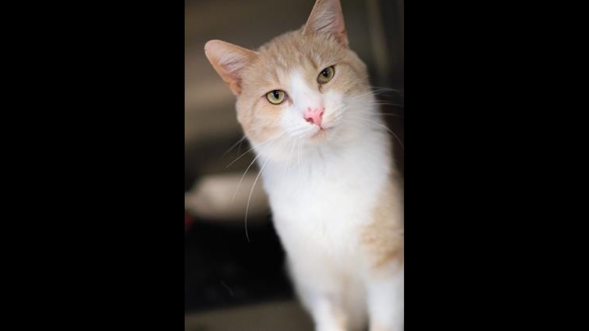 Humane Society of Indianapolis | wthr.com