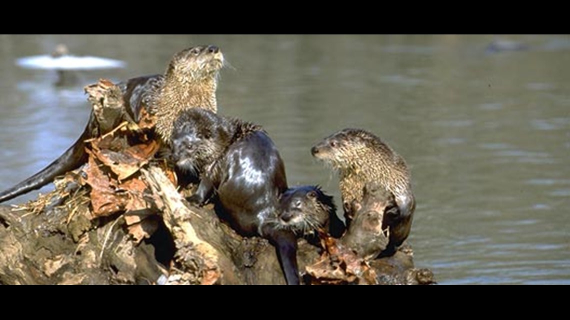 Indiana's 1st otter trapping underway since species' return | wthr.com