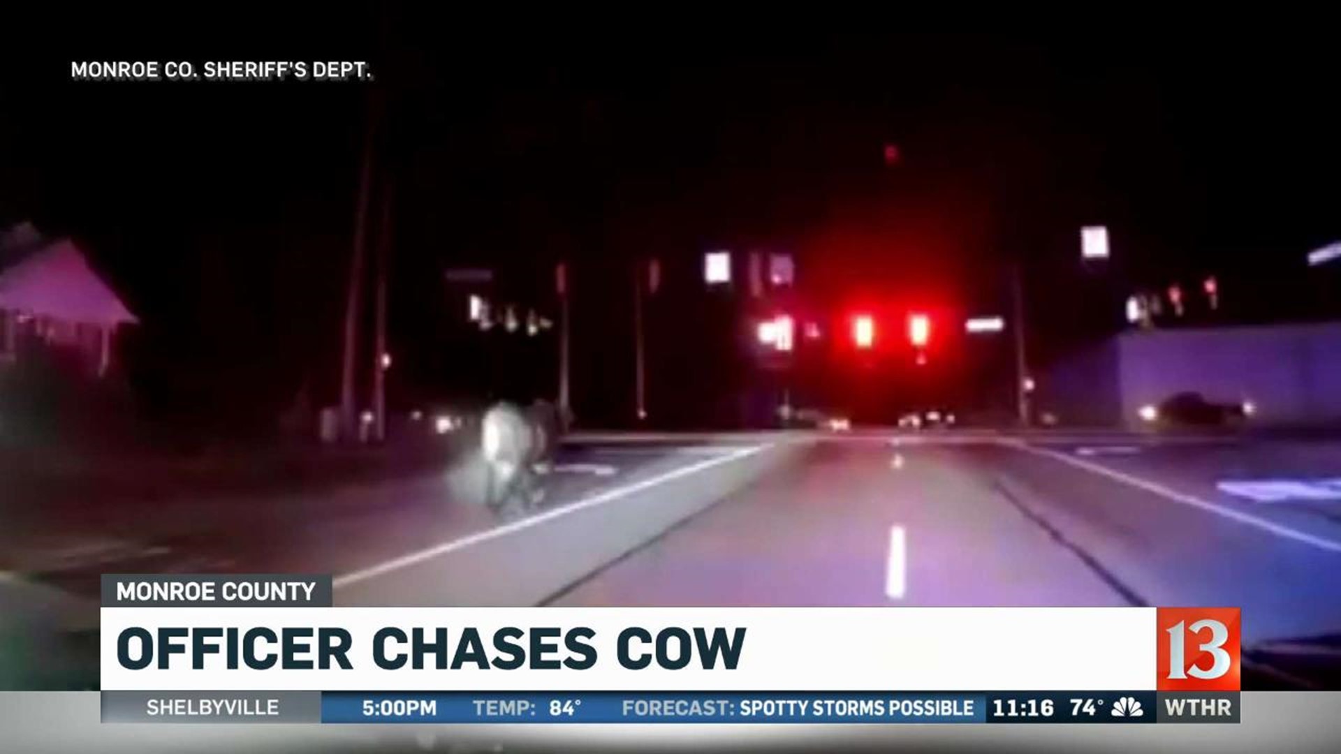 Police: Cow resisted arrest, taken into custody after high 'steaks ...