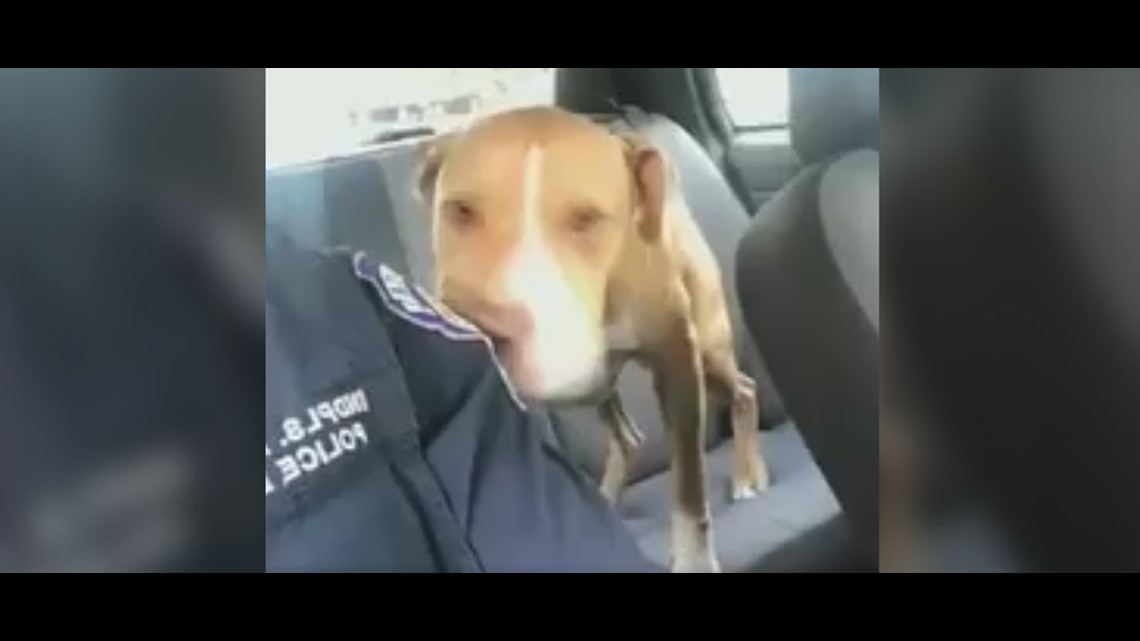 IMPD officer gets surprise partner on northeast Indy beat | wthr.com