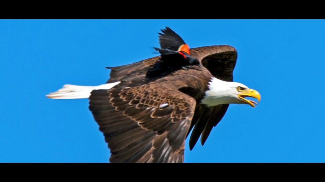 Eagle Uber: Man captures blackbird riding on the back of bald eagle ...