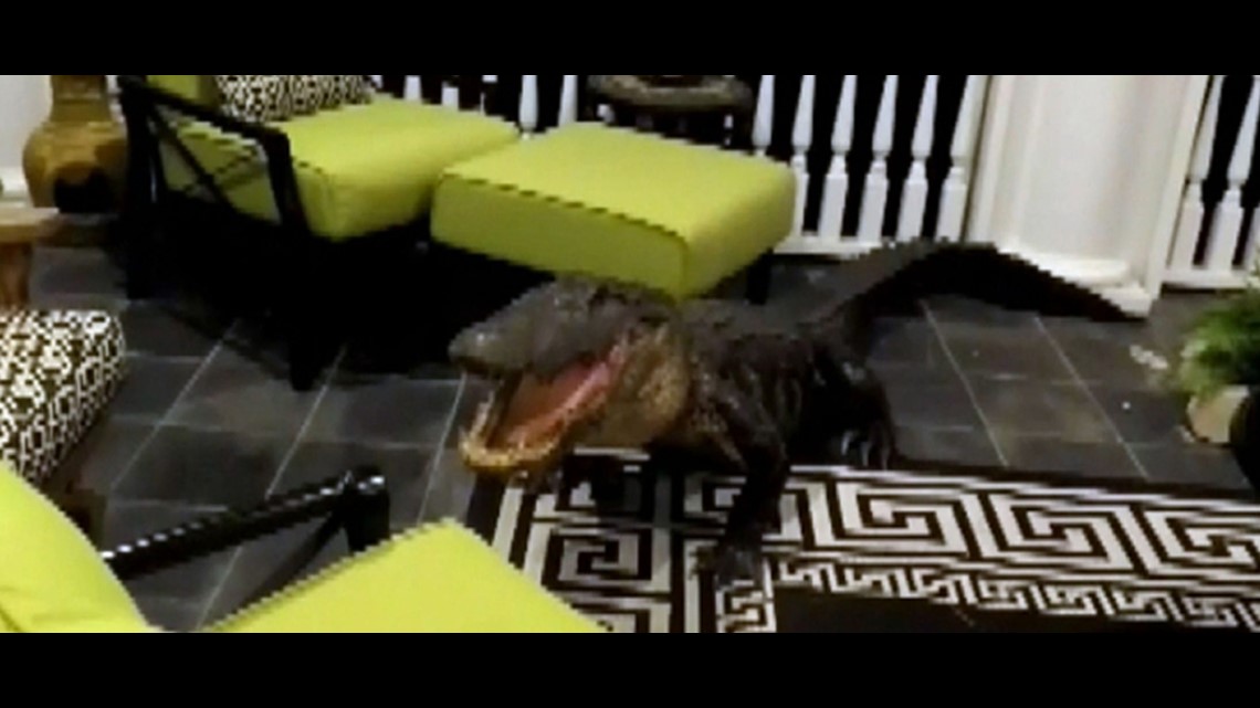 Large alligator gives family a scare on Easter morning | wthr.com
