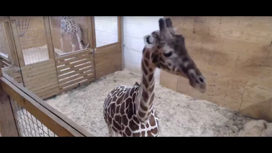Giraffe Watch 2019? Zoo hints April may be pregnant again | wthr.com