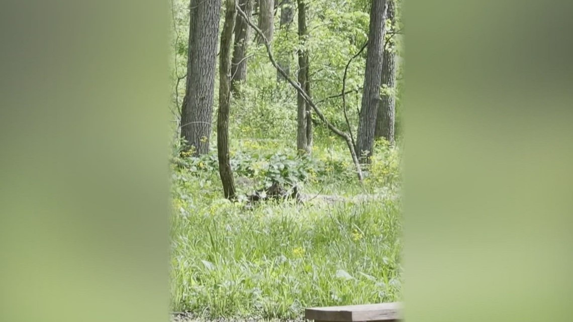 DNR: Bobcat sightings reported in nearly every Indiana county | wthr.com