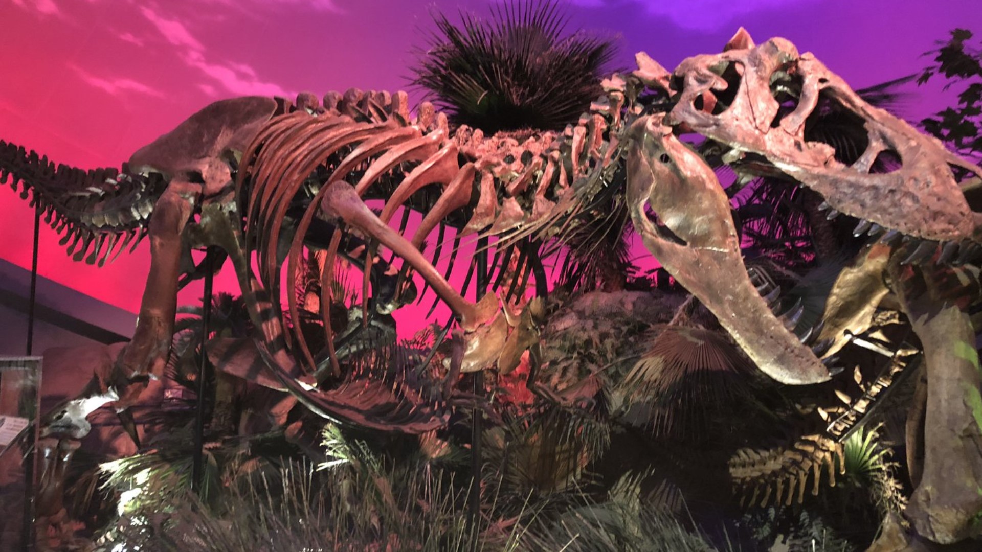 World-famous T. rex comes to Children's Museum of Indianapolis | wthr.com