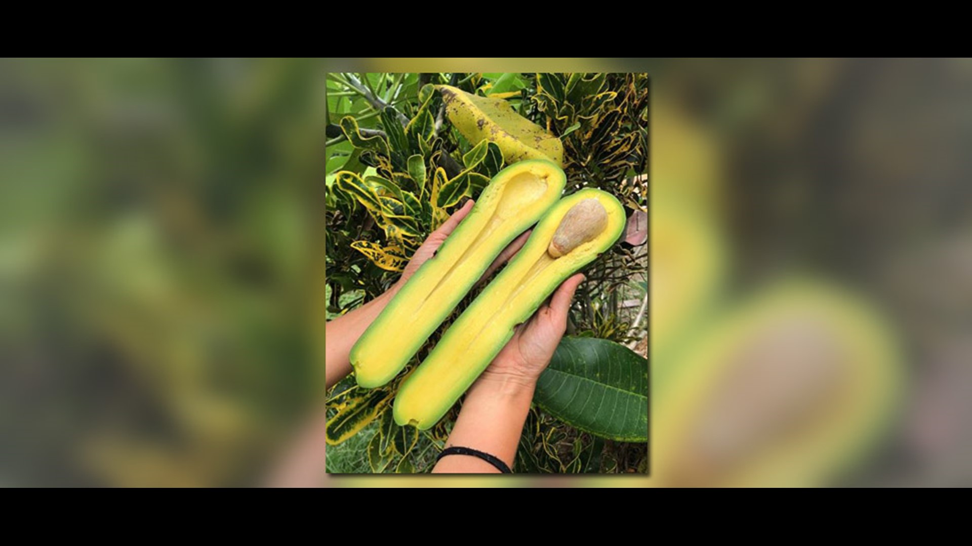 Miami fruit stand sells 'long neck' avocados that are more than a foot ...
