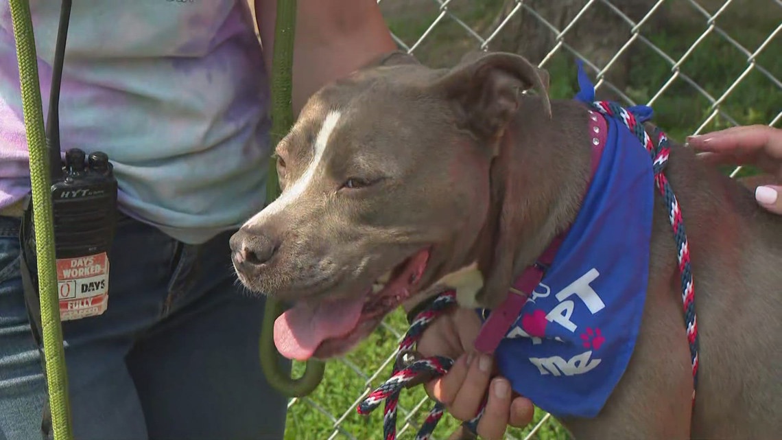 FIDO helps dogs outside during extreme Indianapolis heat | wthr.com