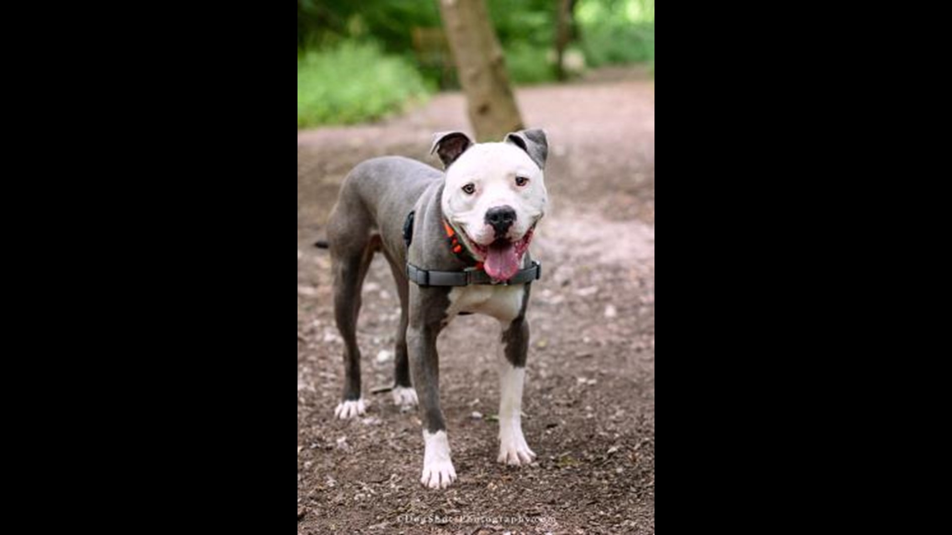 Humane Society of Indianapolis | wthr.com