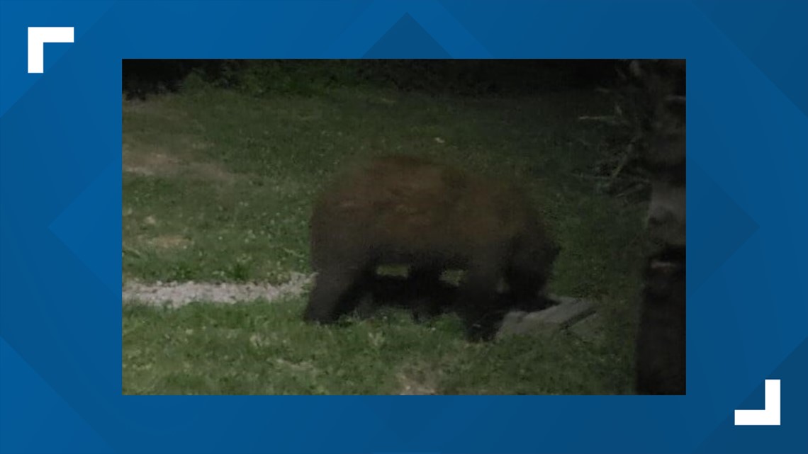 Black bear spotted in Vanderburgh County | wthr.com