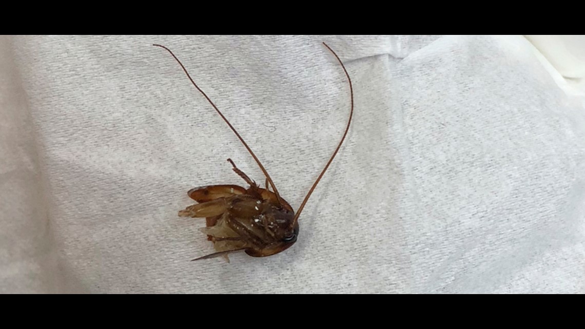 Florida woman's gruesome roach-in-ear tale goes viral | wthr.com