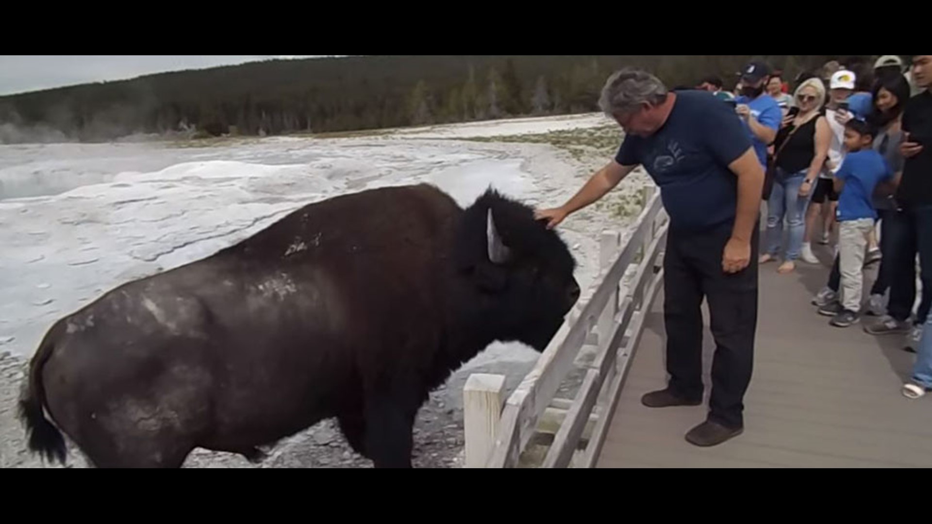 Yellowstone officials warn of dangerous behavior with bison | wthr.com