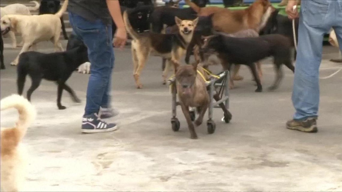 WATCH: Man makes wheelchairs for crippled dogs | wthr.com