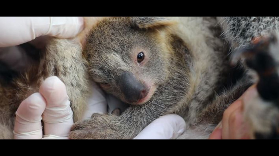 'A sign of hope' | Australia wildlife park welcomes 1st baby koala ...