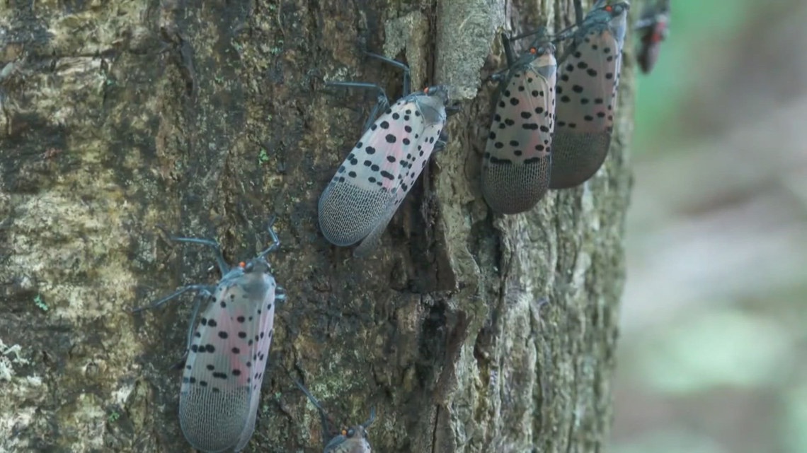 Invasive spotted lanternflies are back | wthr.com