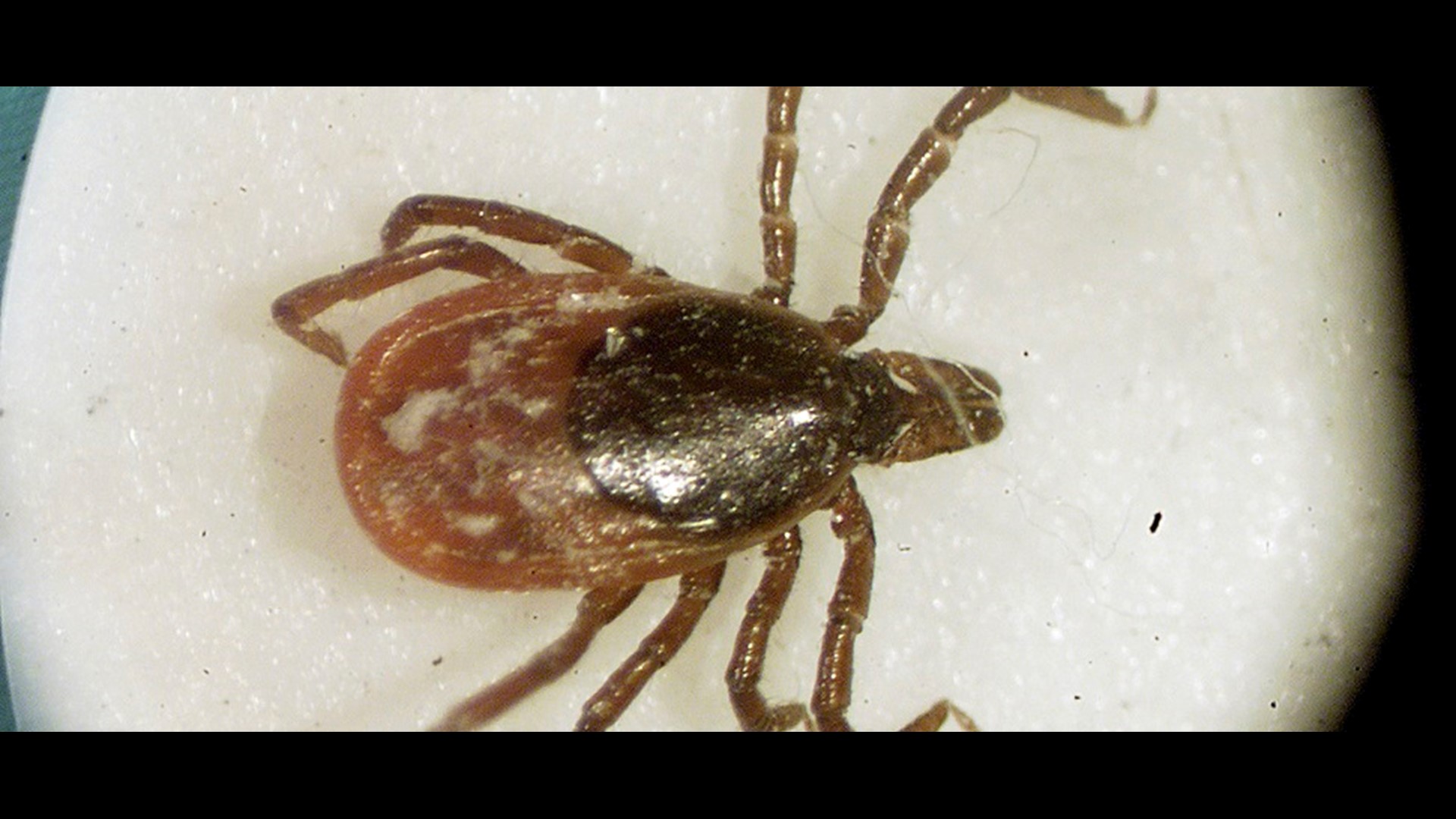 Indiana health officials warn tick season has arrived | wthr.com