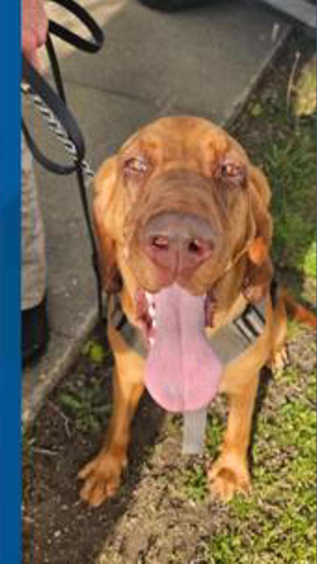 Grant County sheriff's deputies confirm missing K-9 has been located ...