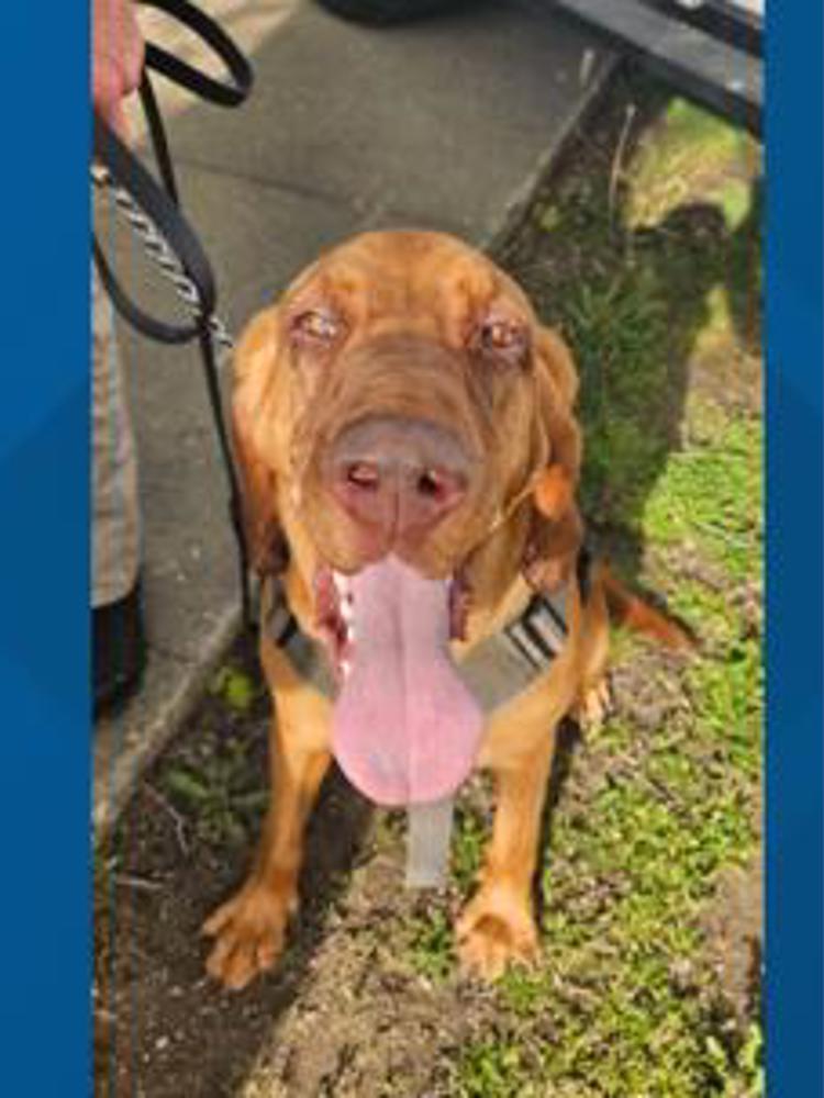 Grant County sheriff's deputies confirm missing K-9 has been located ...
