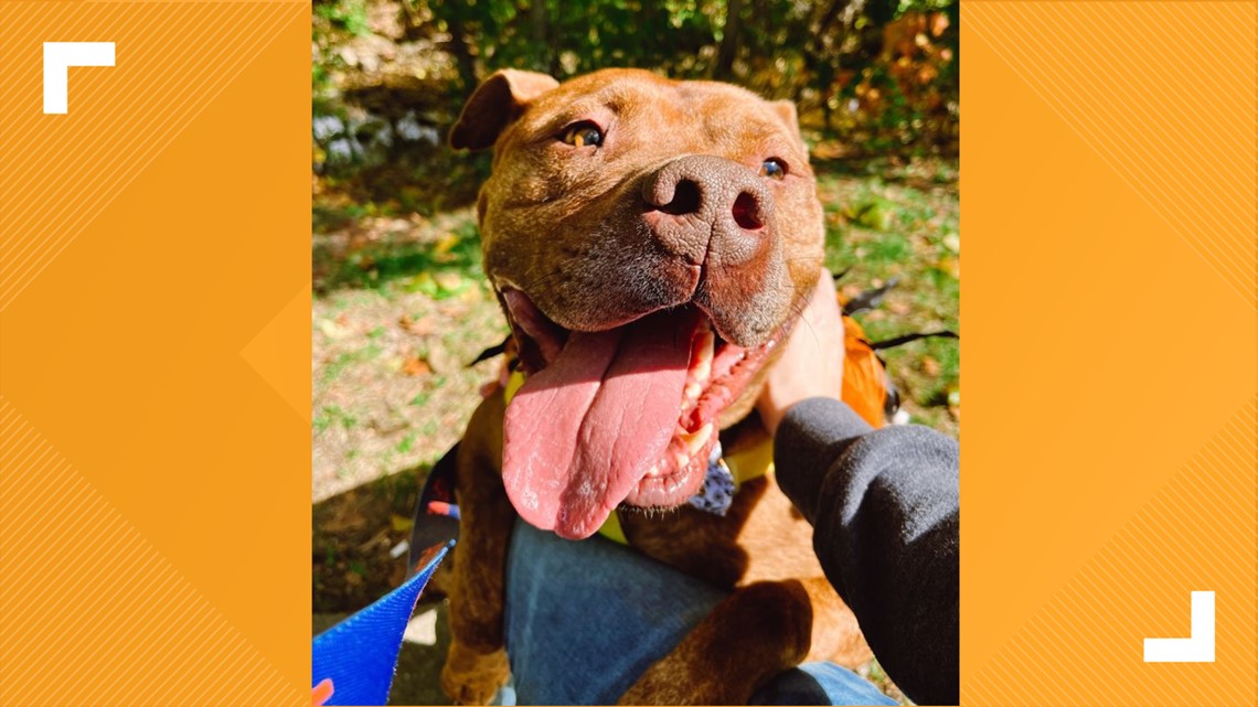 Pets of the Week: Nov. 11, 2023 | wthr.com