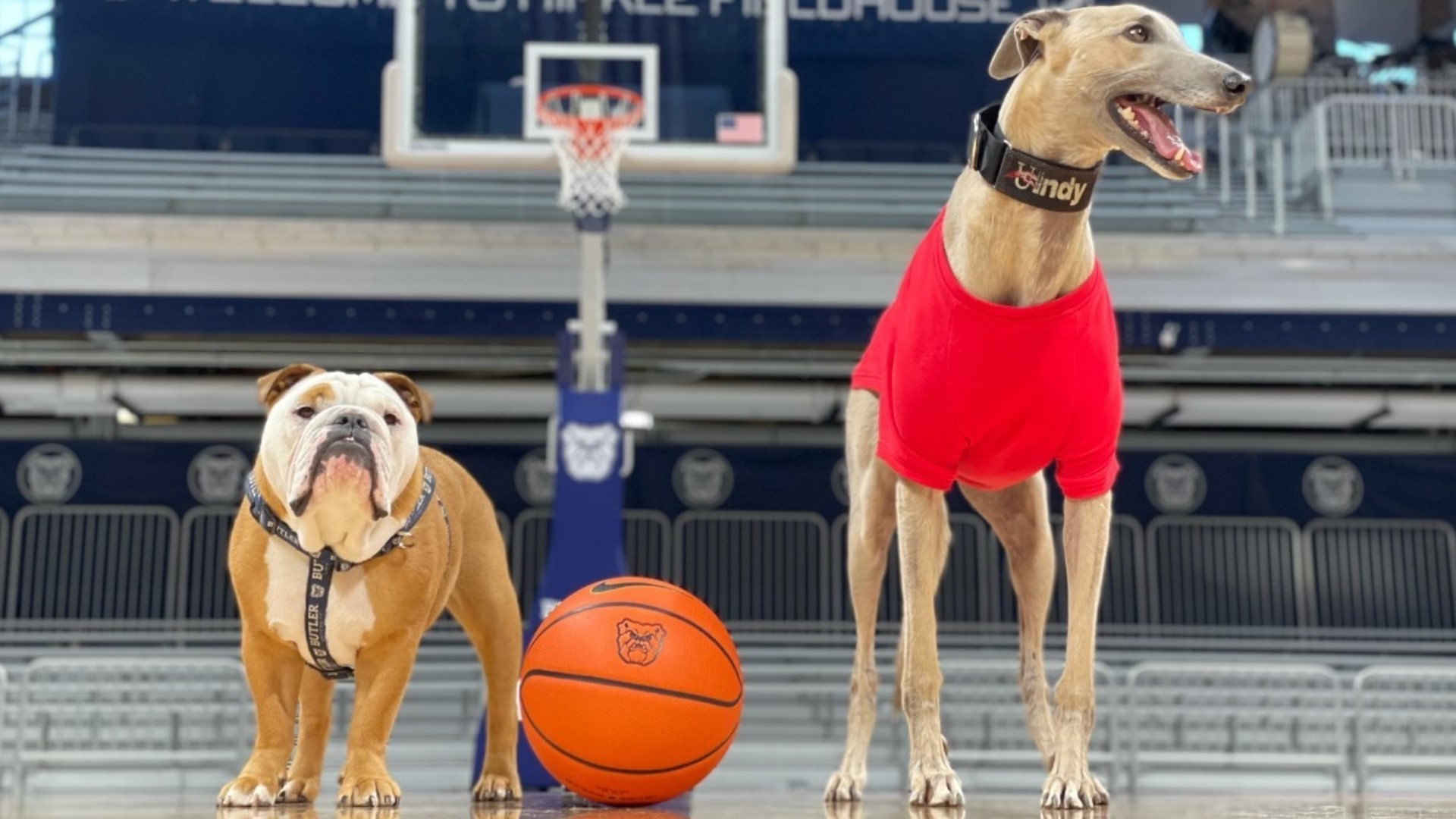 College mascots from around the country visit Indy for conference ...