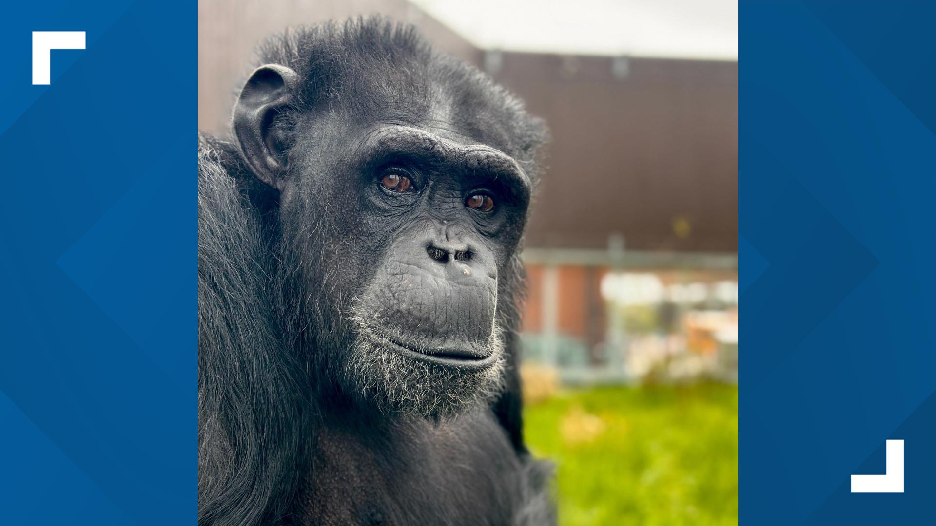Indianapolis Zoo chimpanzee dies at age 38 | wthr.com