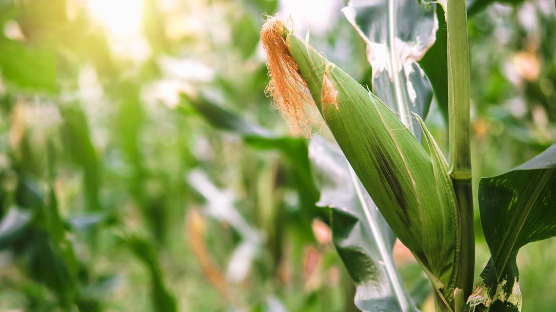 Explaining 'corn sweat' and it's impact on this week's heatwave | wthr.com