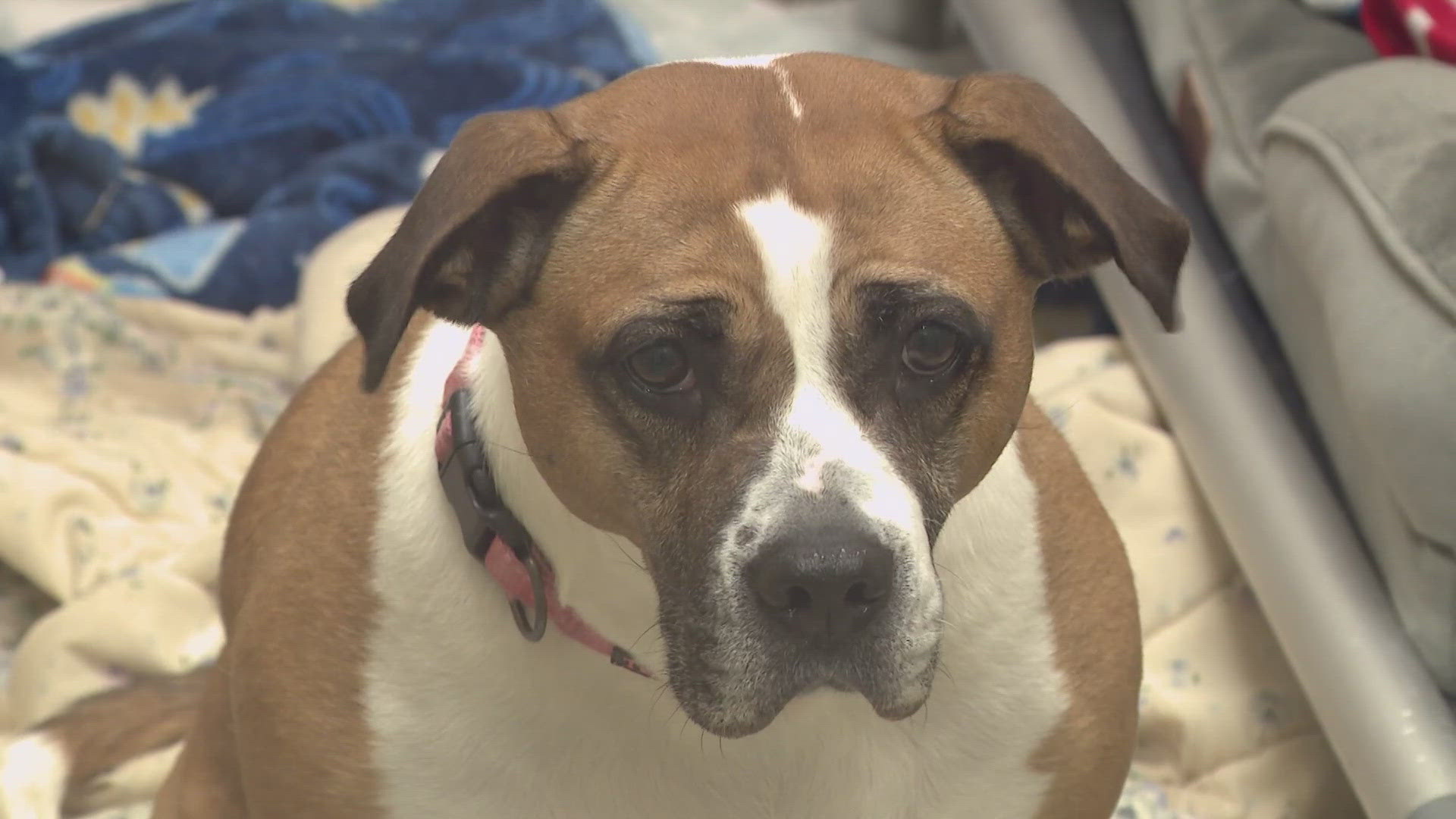 Hamilton Co. Humane Society shares update after heat goes out in ...